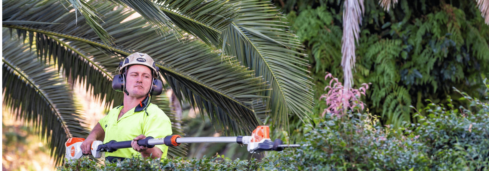 Strata Tree Removal. Who is Responsible? - Arborist Sydney