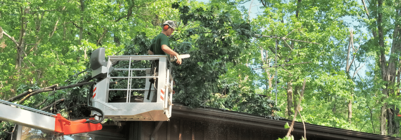 Reliable Arborist near me -Tony Saunders Sydney Arborist